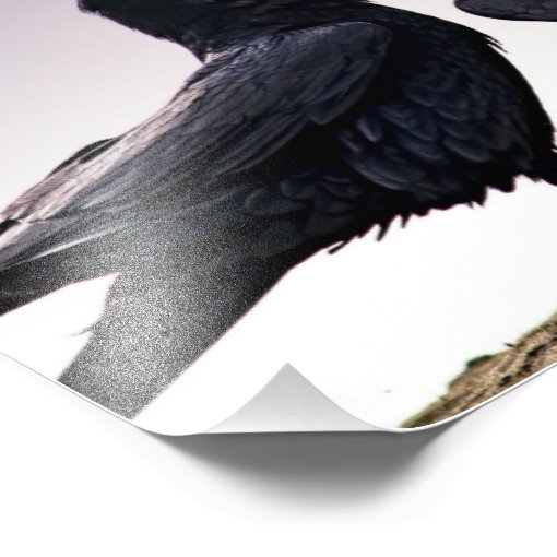 Talking Raven photo print | Zazzle