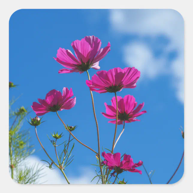 Tall Pink Cosmos Flowers Stickers | Zazzle