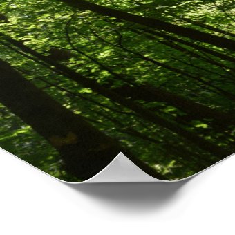 Tall Trees in Nature Poster | Zazzle