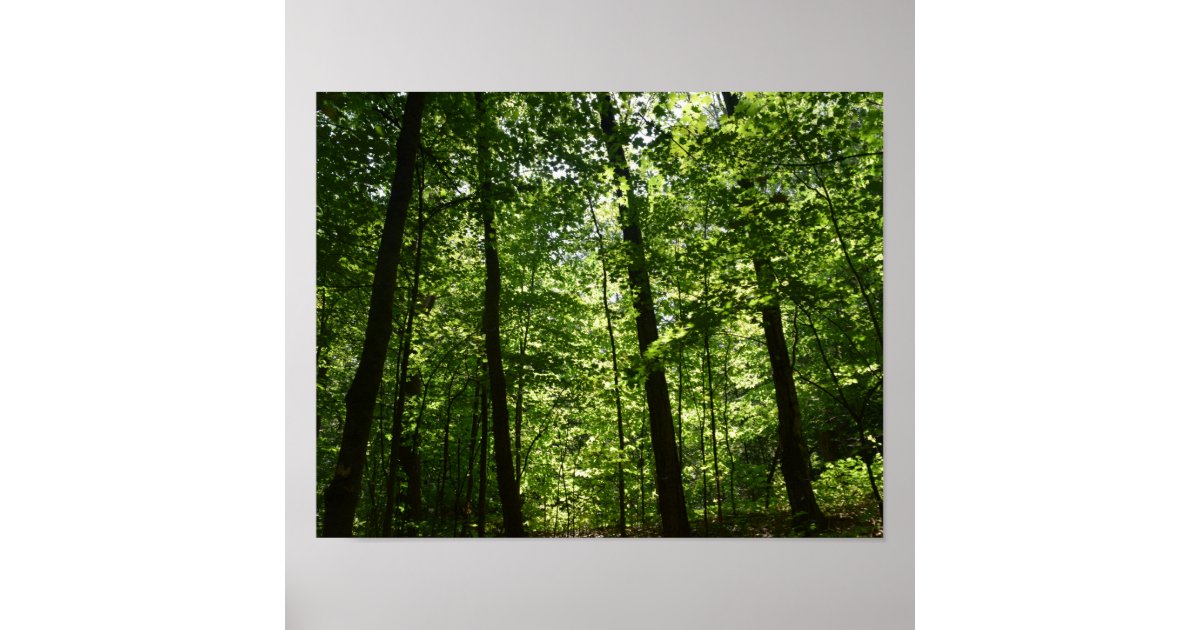 Tall Trees in Nature Poster | Zazzle