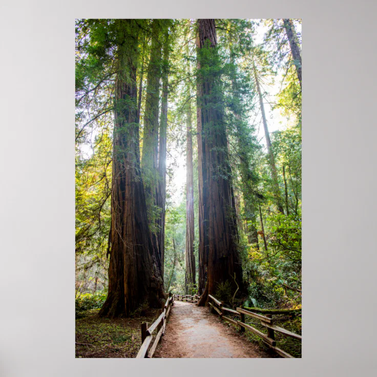 Tall Trees Poster | Zazzle