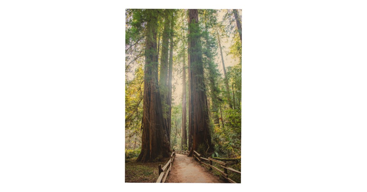 Tall Trees Wood Wall Art | Zazzle