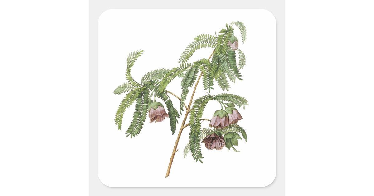 tamarind flower by Redouté Square Sticker | Zazzle