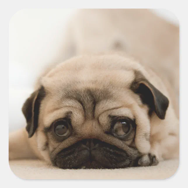 Tan Female Pug Square Sticker | Zazzle