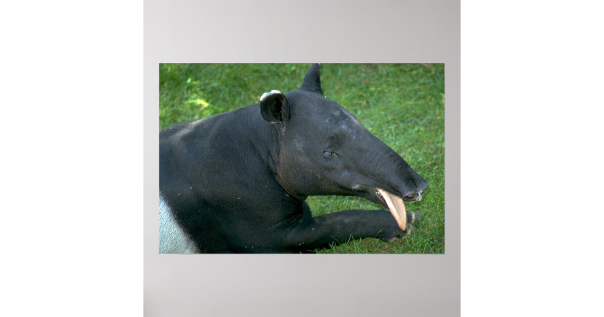 Tapir Poster | Zazzle