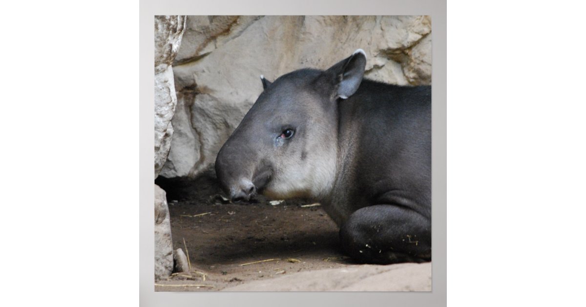 Tapir Poster | Zazzle