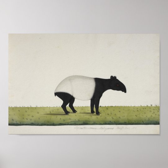 Tapir Poster | Zazzle.com