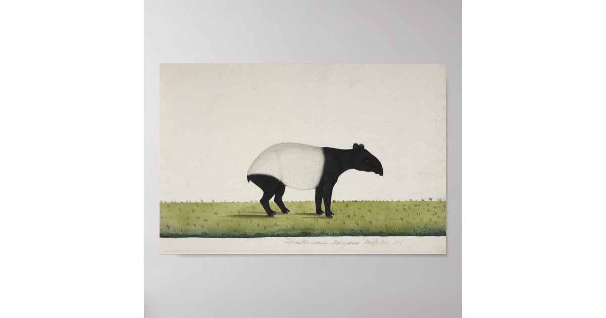 Tapir Poster | Zazzle