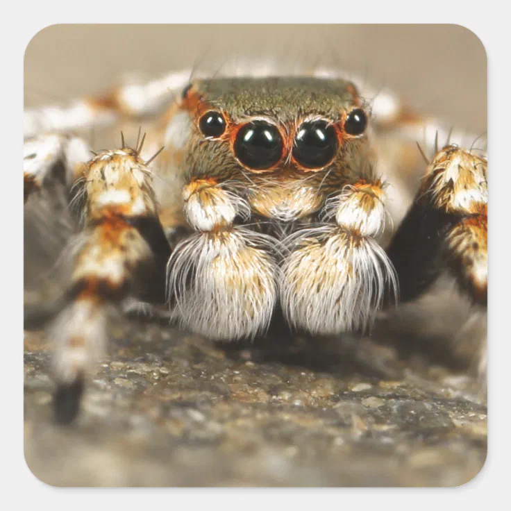 Tarantula Jumping Bird Spider awesome accessories Square Sticker | Zazzle