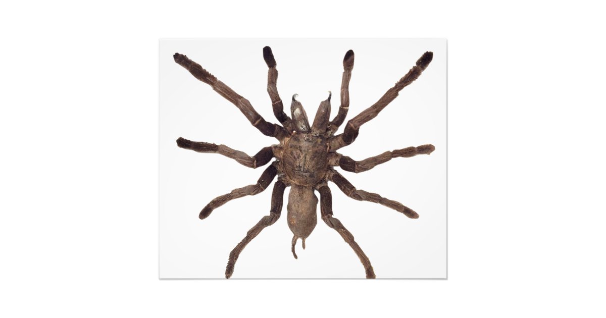 Tarantula Poster | Zazzle