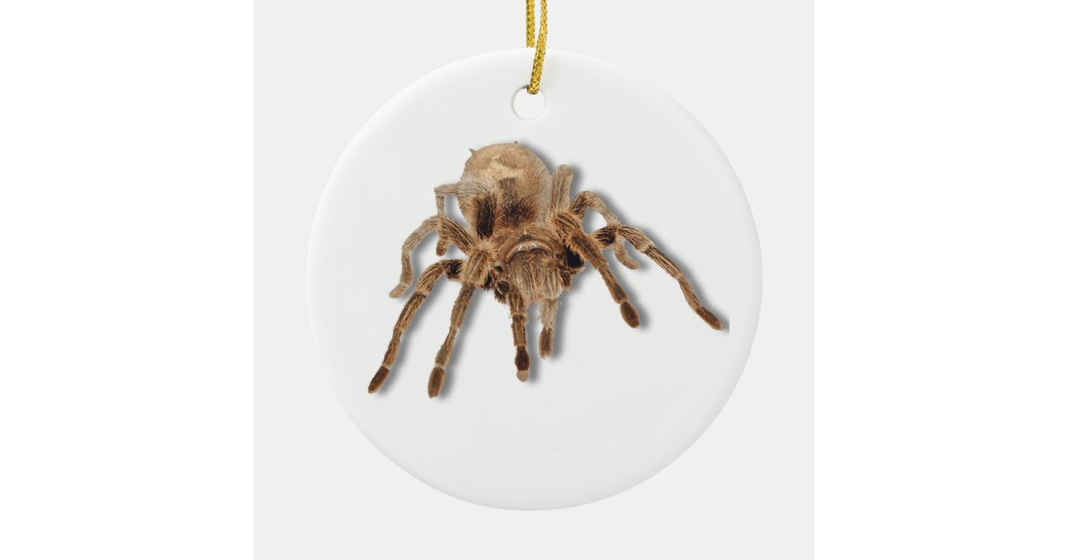 Tarantula spider ceramic ornament | Zazzle