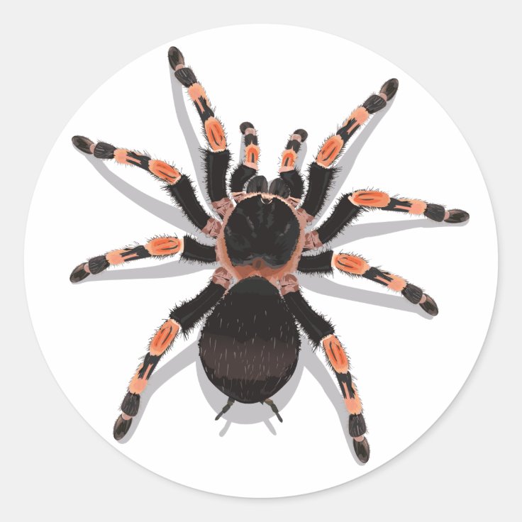 Tarantula Sticker | Zazzle