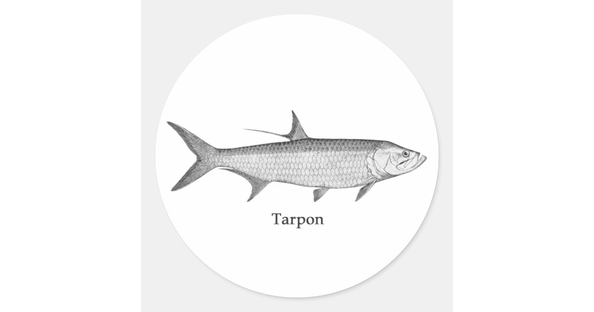 Tarpon Logo (line art) Classic Round Sticker | Zazzle