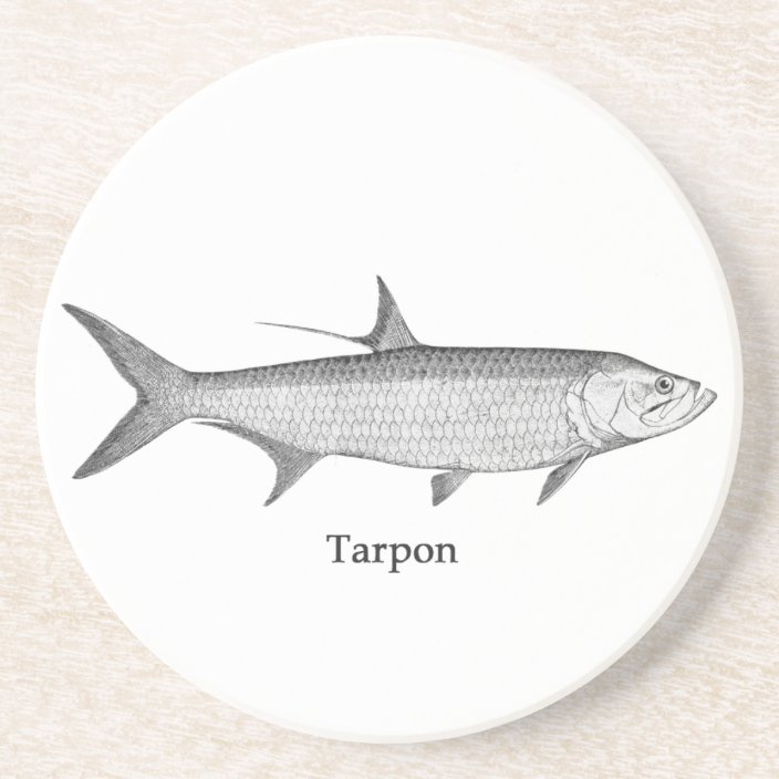 Tarpon Logo (line art) Sandstone Coaster | Zazzle.com
