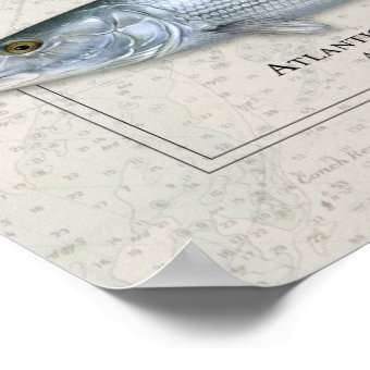 Tarpon, Permit, Bonefish Trio Poster | Zazzle