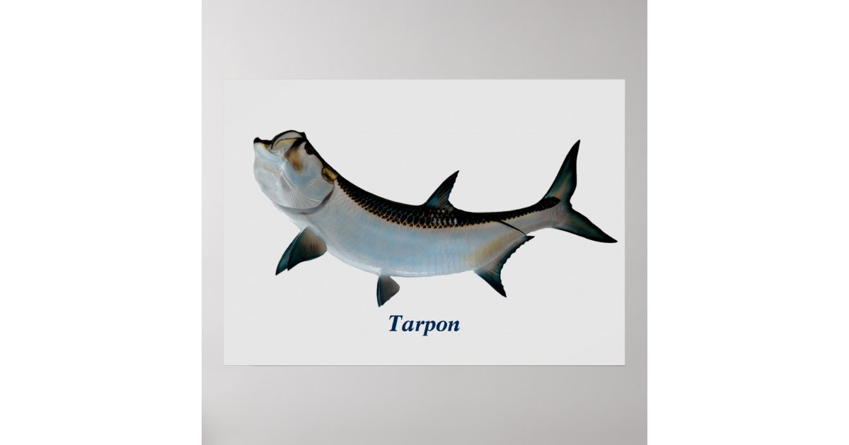 Tarpon Poster | Zazzle