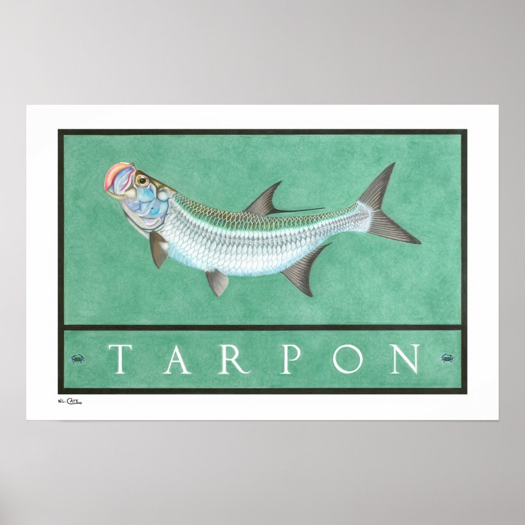 Tarpon Posters, Prints and Frames | Zazzle
