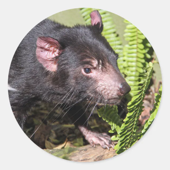 Tasmanian Devil, Australia Classic Round Sticker | Zazzle