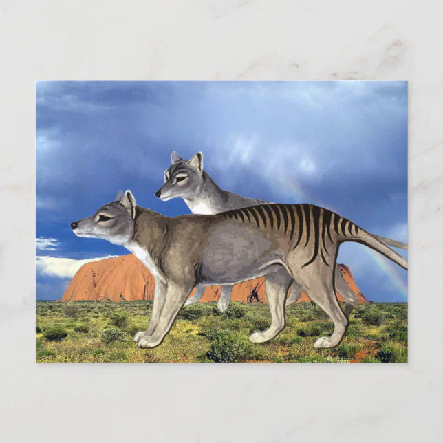 Tasmanian Tiger Postcards | Zazzle