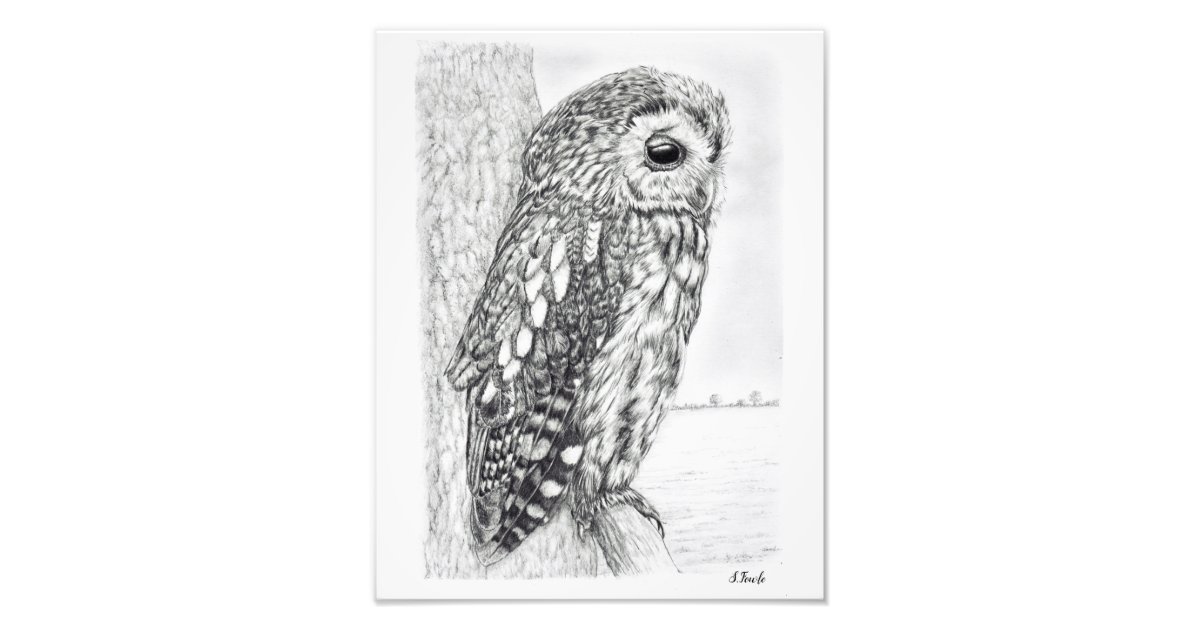 Tawny Owl Pencil Drawing Photo Print | Zazzle