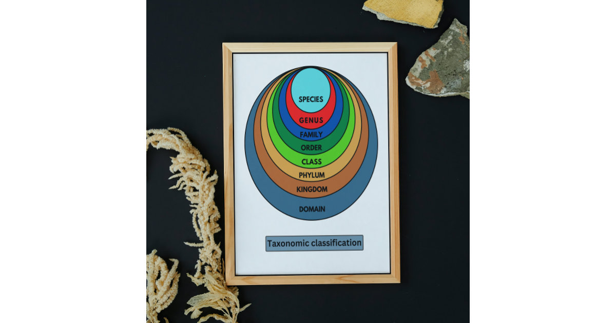 Taxonomic classification poster | Zazzle