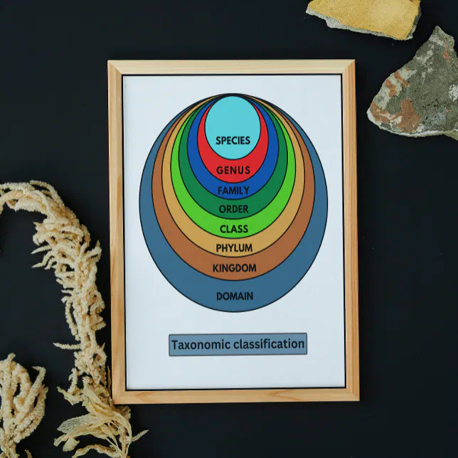 Taxonomic classification poster | Zazzle