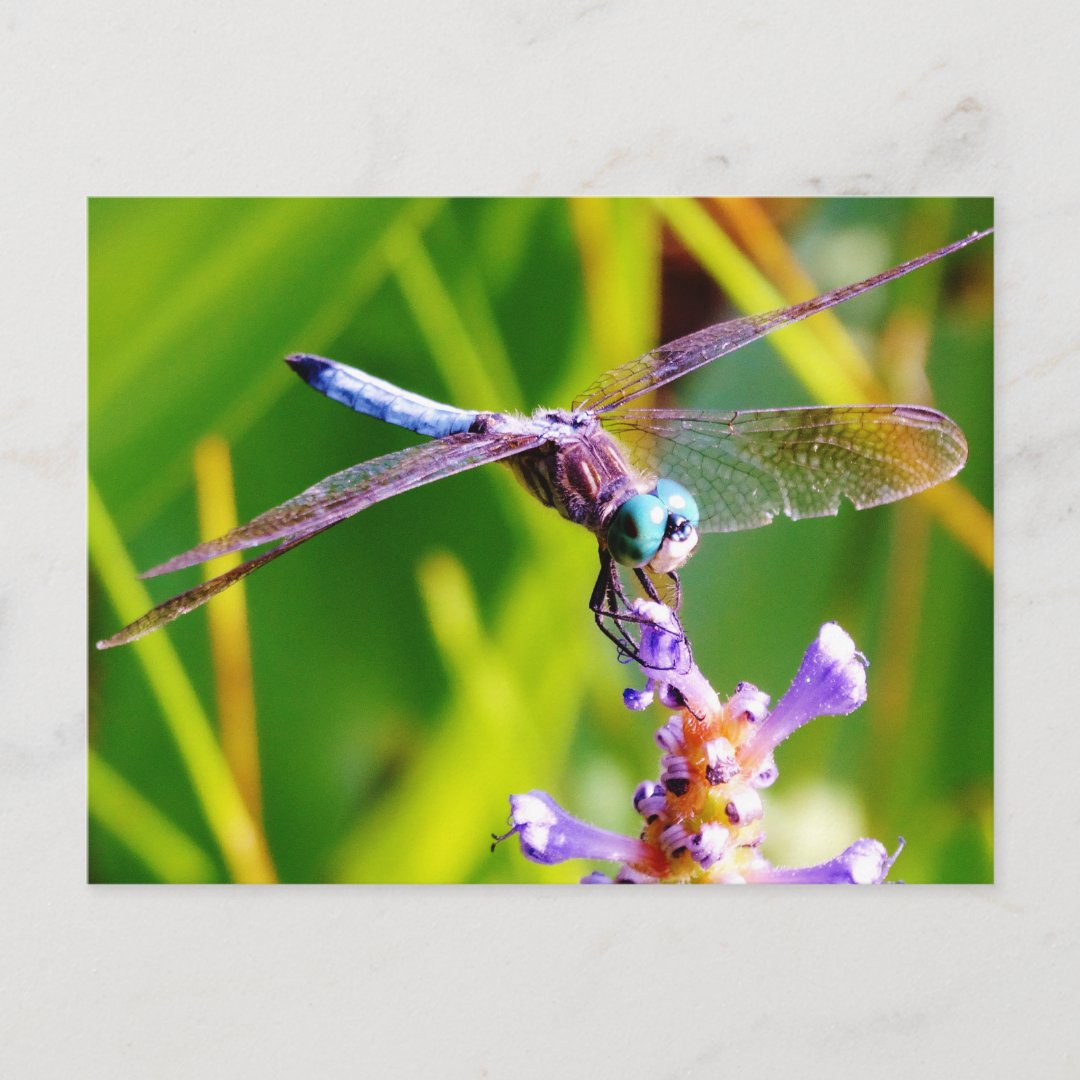 Teal & purple Dragonfly Postcard | Zazzle