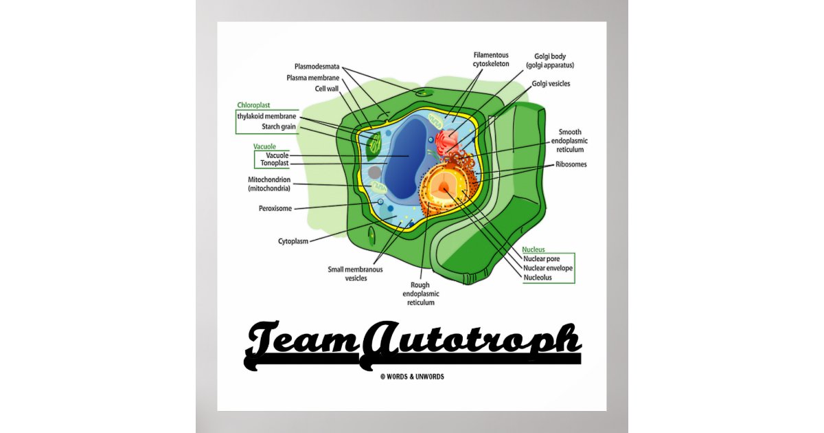 Team Autotroph (Plant Cell Biology) Poster | Zazzle
