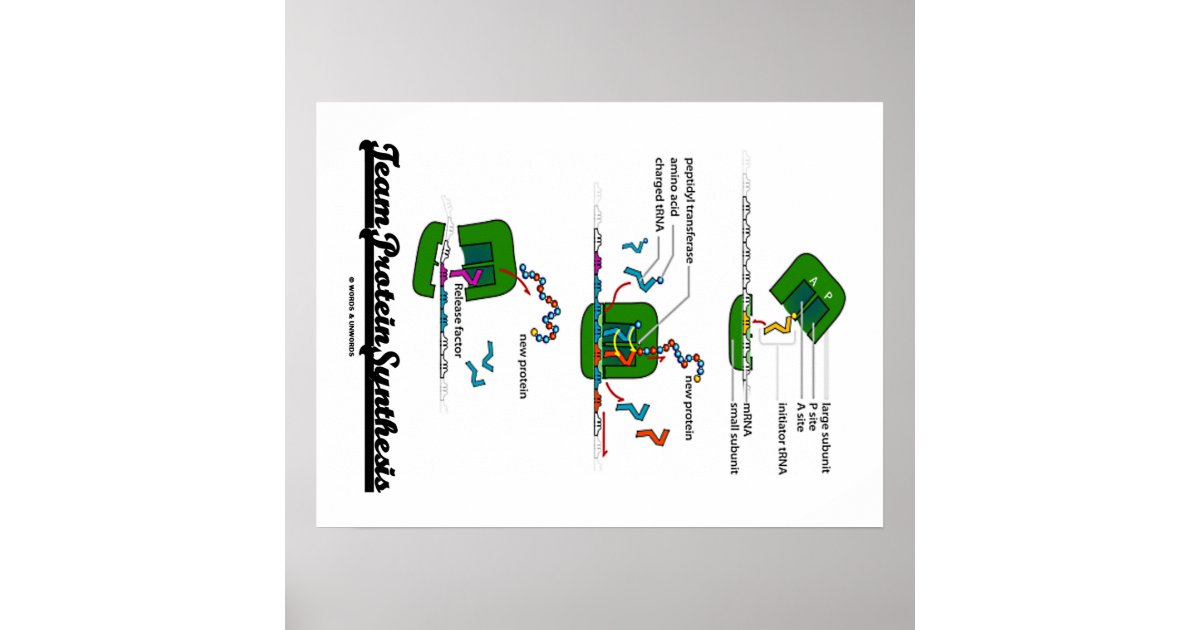 Team Protein Synthesis (Biology) Poster | Zazzle