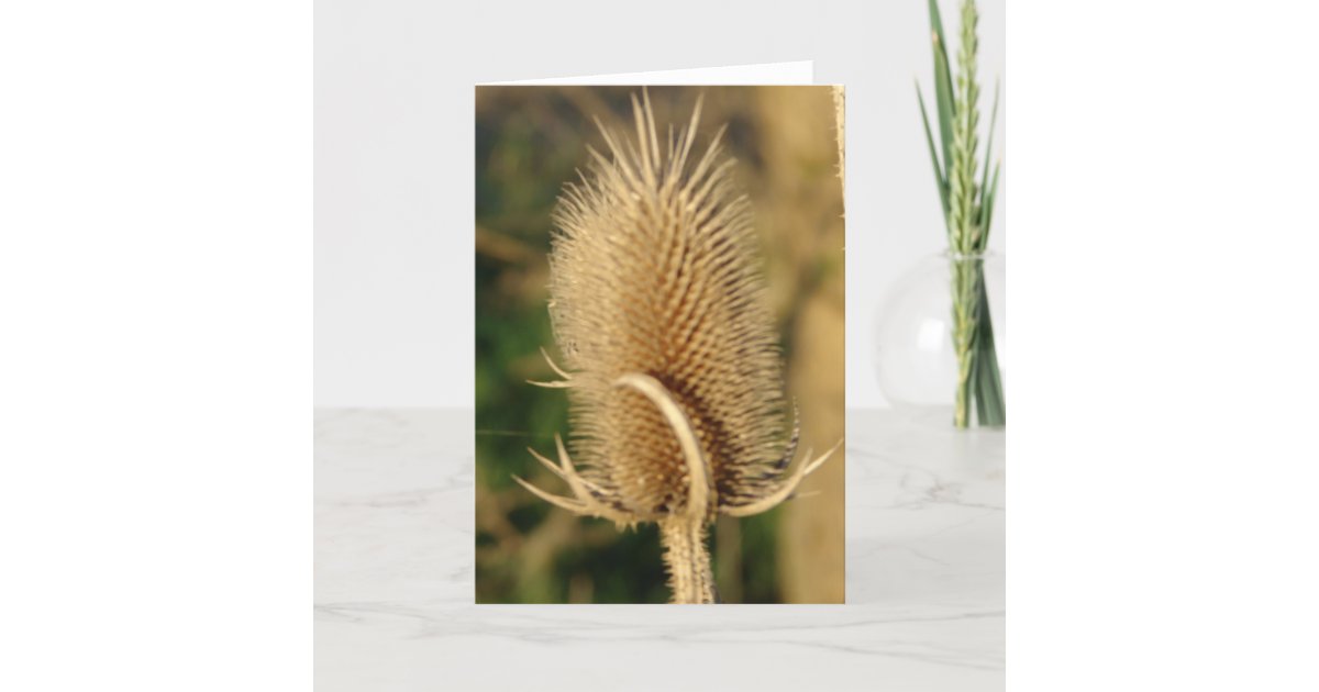 Teasel Card | Zazzle
