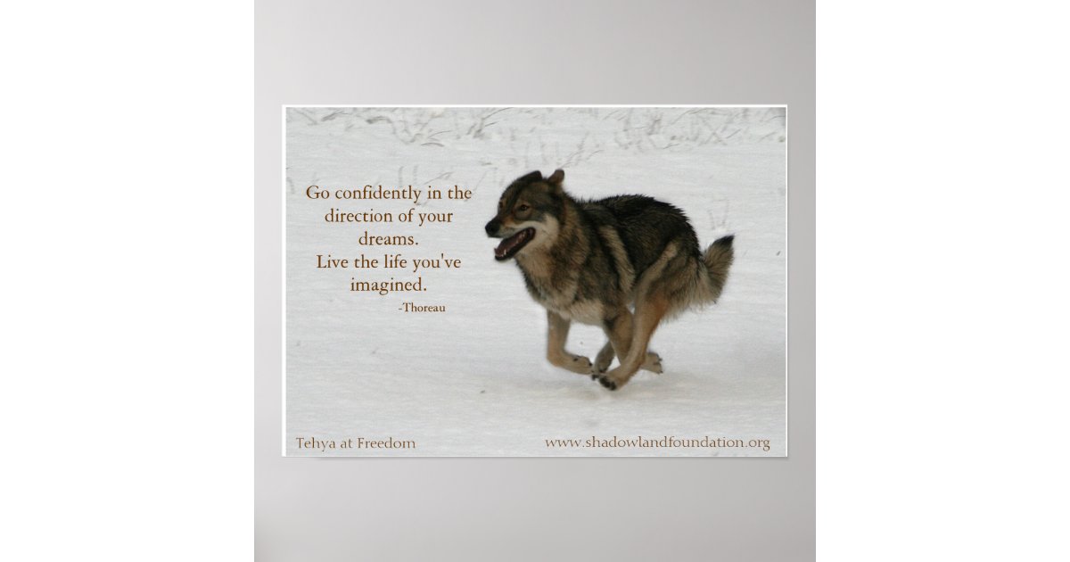 Tehya at Freedom Wolflection Poster | Zazzle