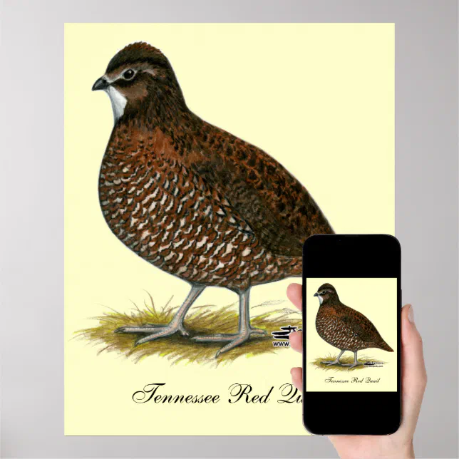 Tennessee Red Quail Poster | Zazzle