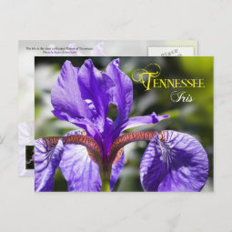 Tennessee State Flower: Iris Postcard | Zazzle