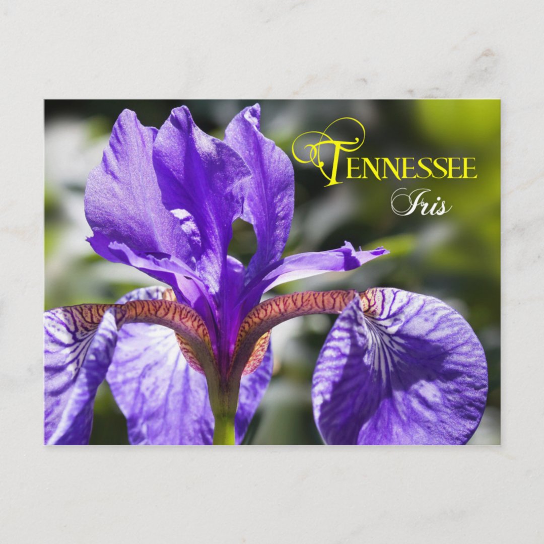 Tennessee State Flower: Iris Postcard | Zazzle