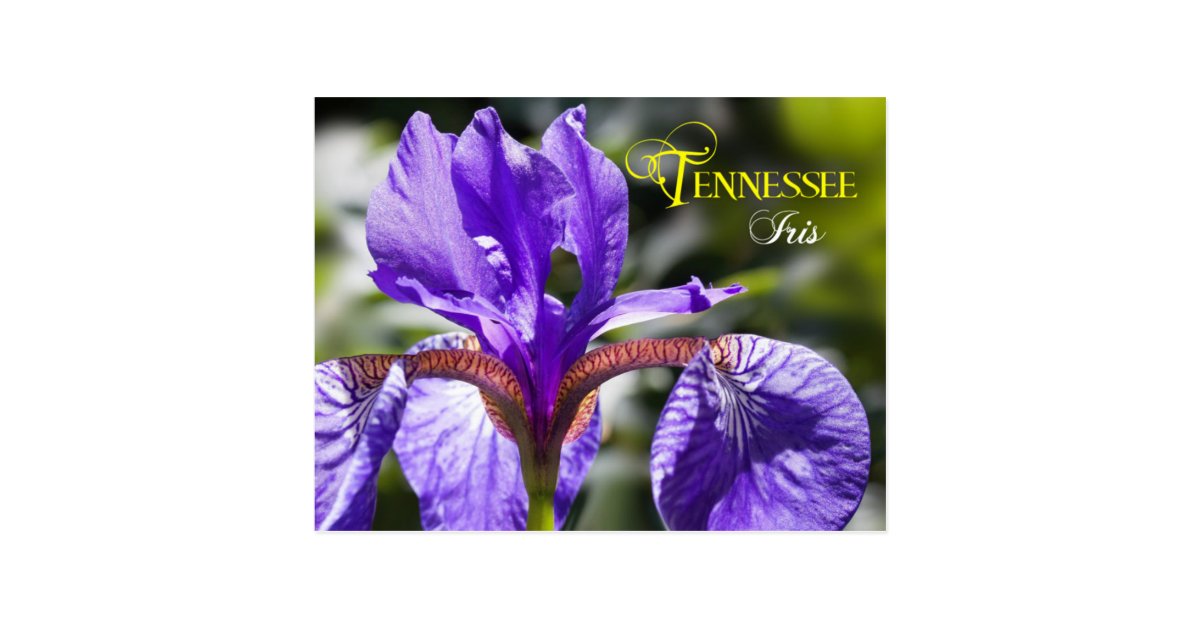 Tennessee State Flower: Iris Postcard | Zazzle.com