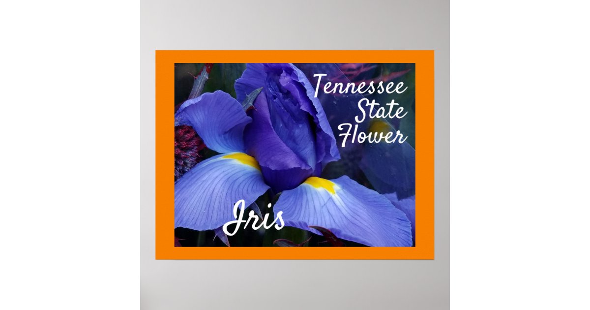 Tennessee State Flower TN Iris Poster | Zazzle