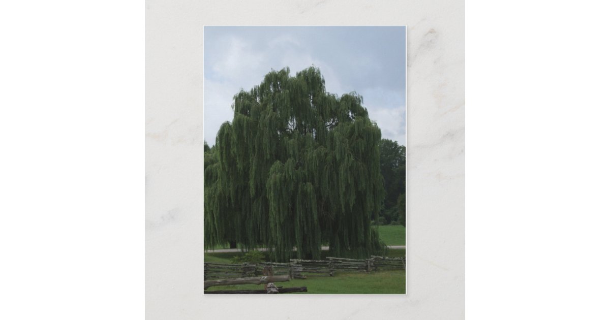 Tennessee Willow Tree Postcard | Zazzle