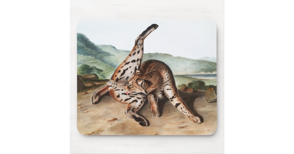 Texan Lynx (Lynx rufus var maculatus) Illustration Mouse Pad | Zazzle
