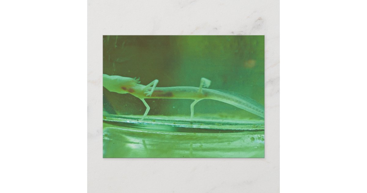 Texas Blind Salamander Postcard | Zazzle
