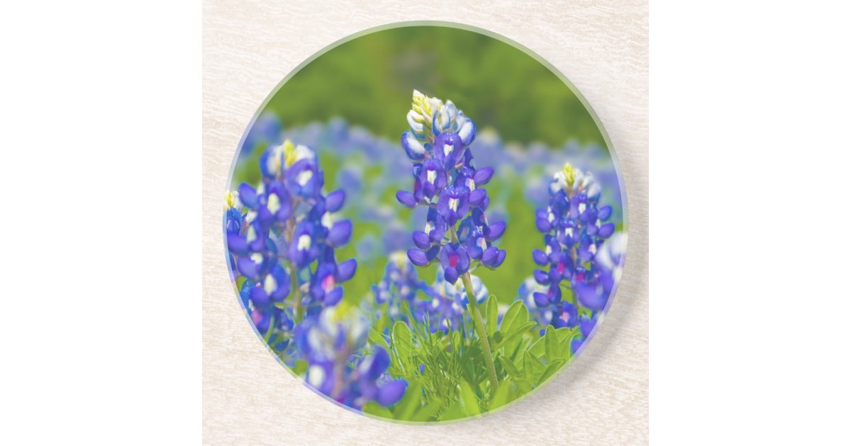 Texas Bluebonnet coaster | Zazzle