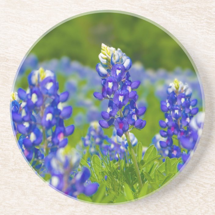Texas Bluebonnet coaster | Zazzle.com