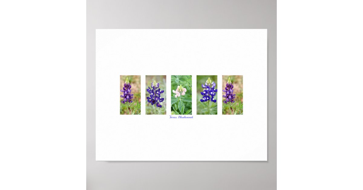 Texas Bluebonnet Collage Poster | Zazzle
