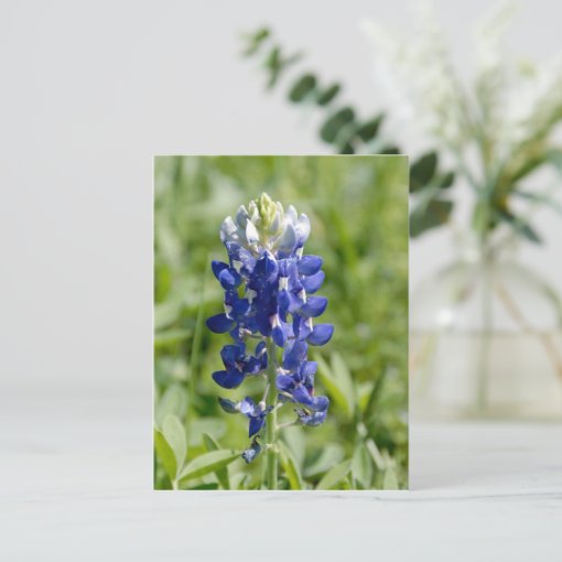 Texas Bluebonnet Flower Postcard | Zazzle
