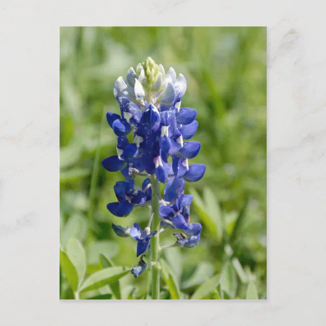 Texas Bluebonnet Flower Postcard | Zazzle