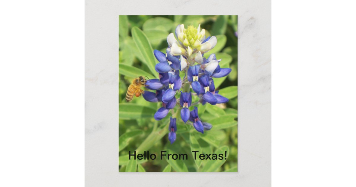 Texas Bluebonnet Postcard | Zazzle