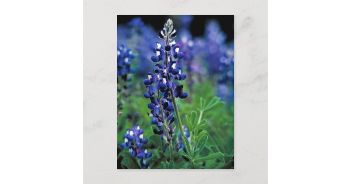 Texas Bluebonnet Postcard | Zazzle