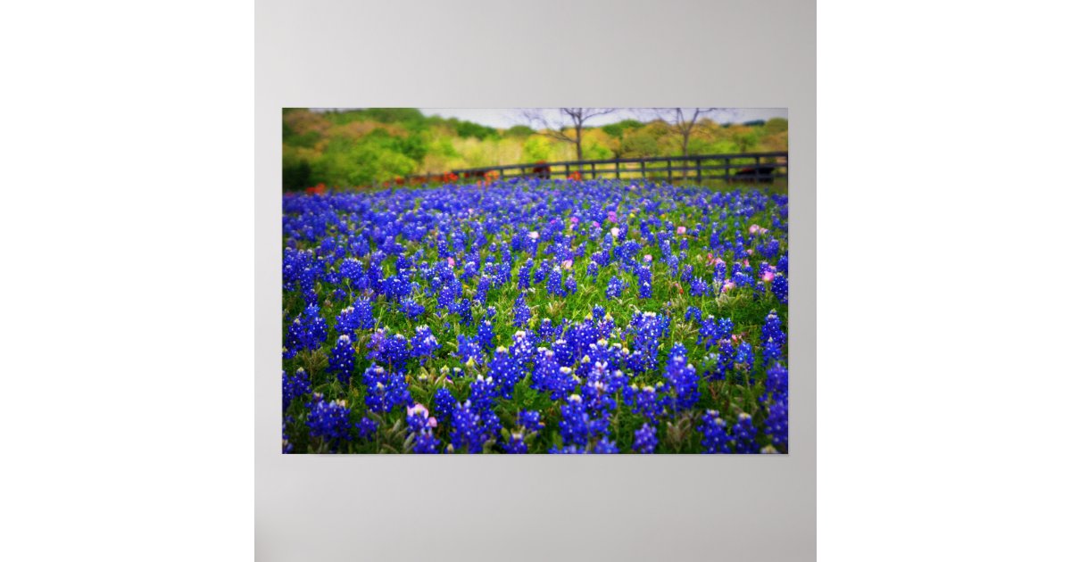 Texas Bluebonnet Poster | Zazzle