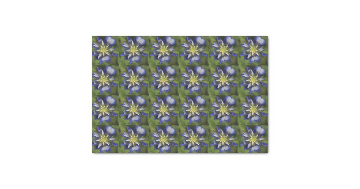 Texas Bluebonnet Tissue Paper | Zazzle
