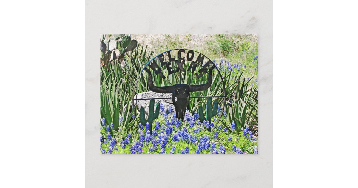 Texas Bluebonnet Welcome Postcard | Zazzle