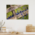 Texas Bluebonnets Around A Country Fence Poster | Zazzle